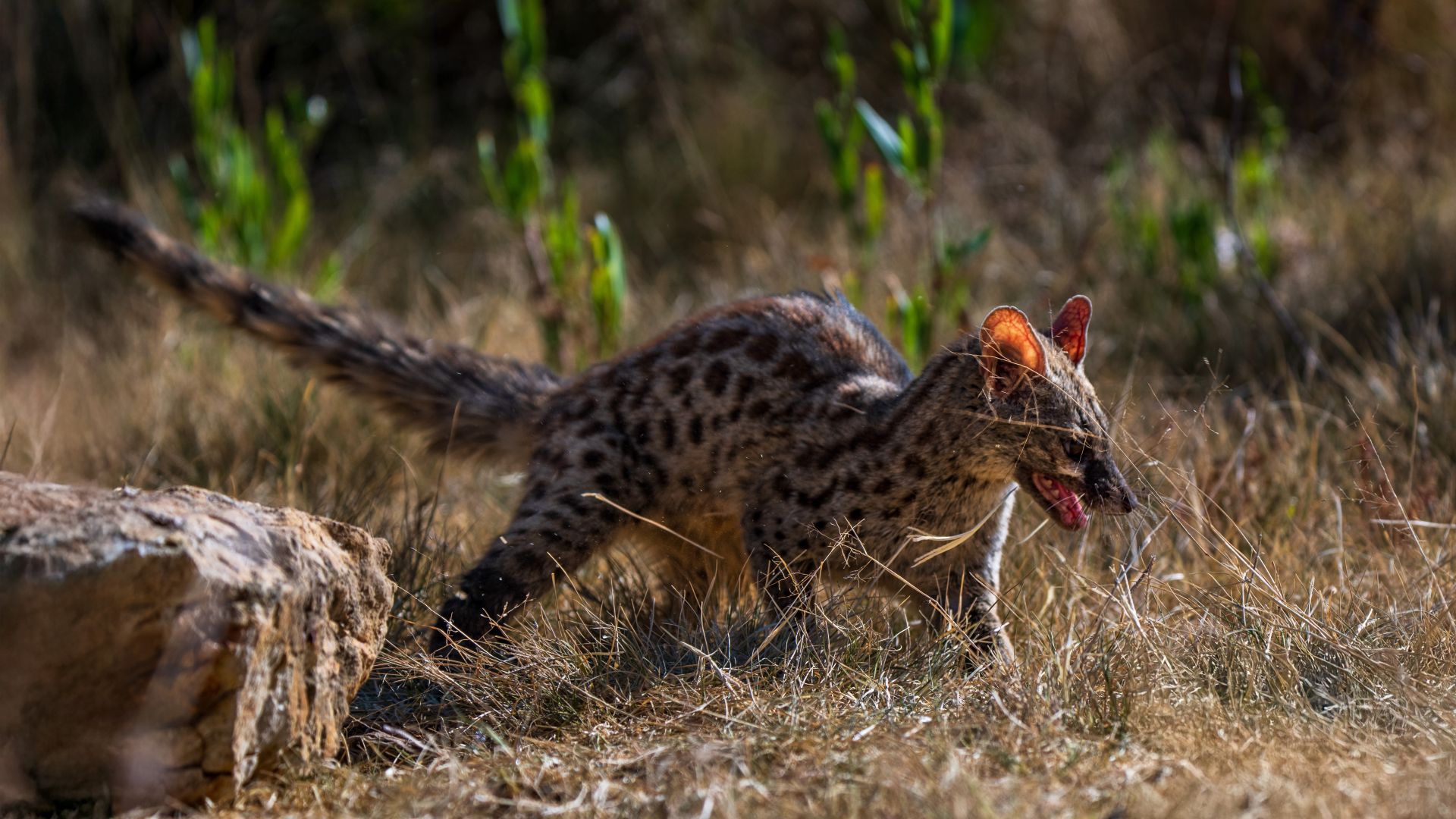 Jurf Rida Reserved Area - Visit Saudi Official Website