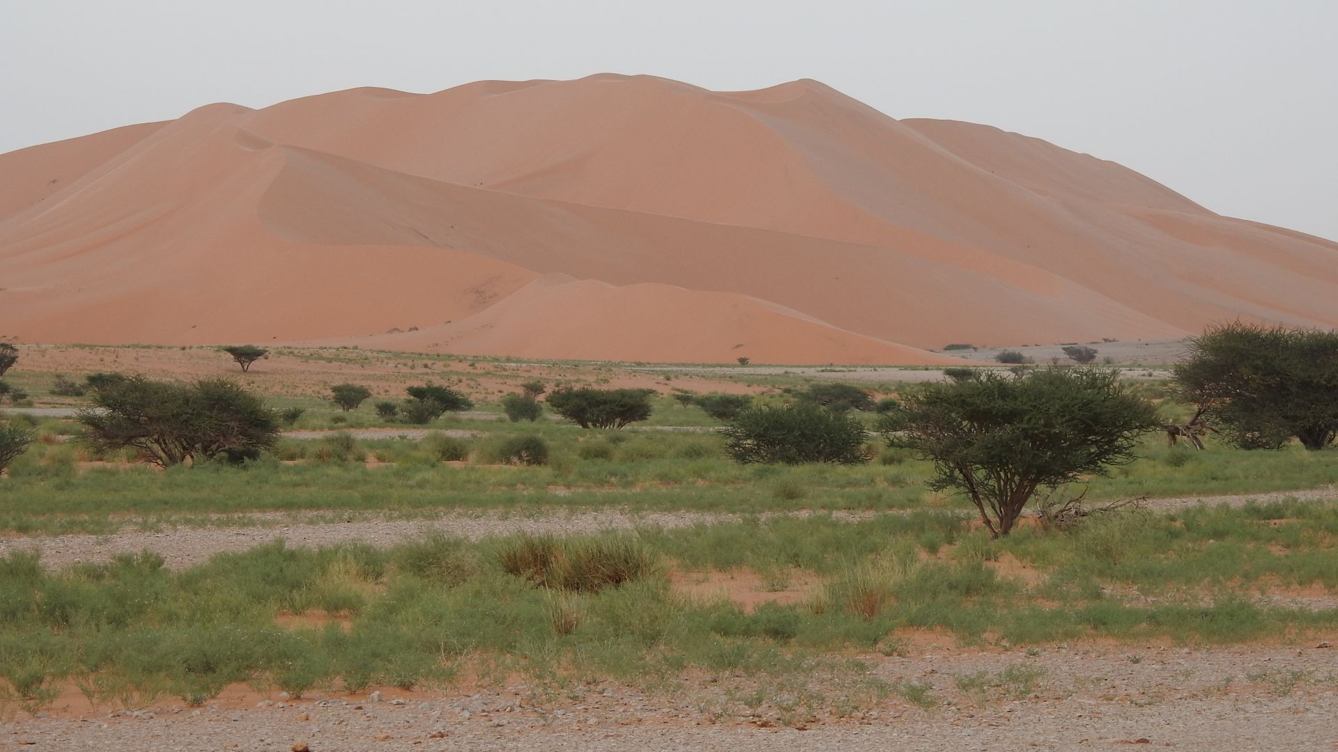 Uruq Bani Ma'arid Reserved Area - Visit Saudi Official Website