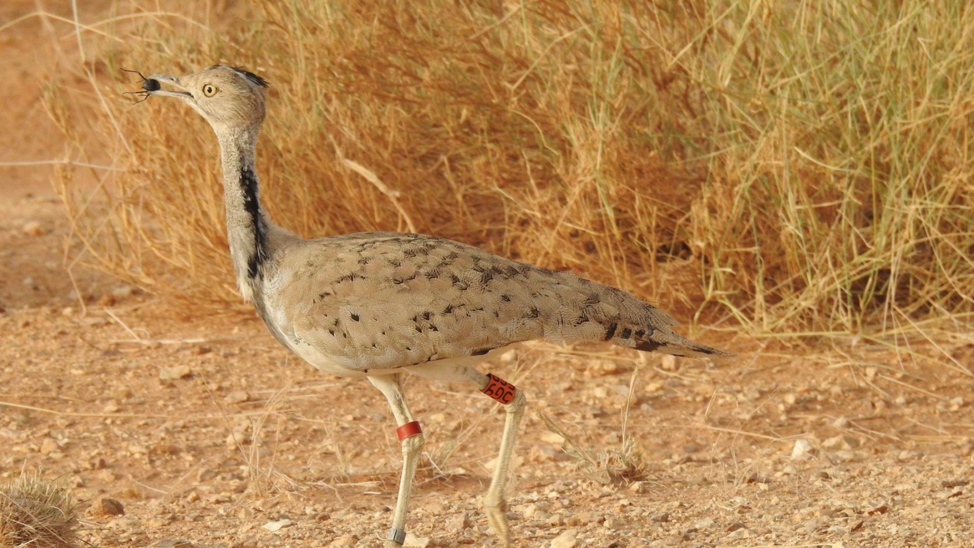 Uruq Bani Ma'arid Reserved Area - Visit Saudi Official Website