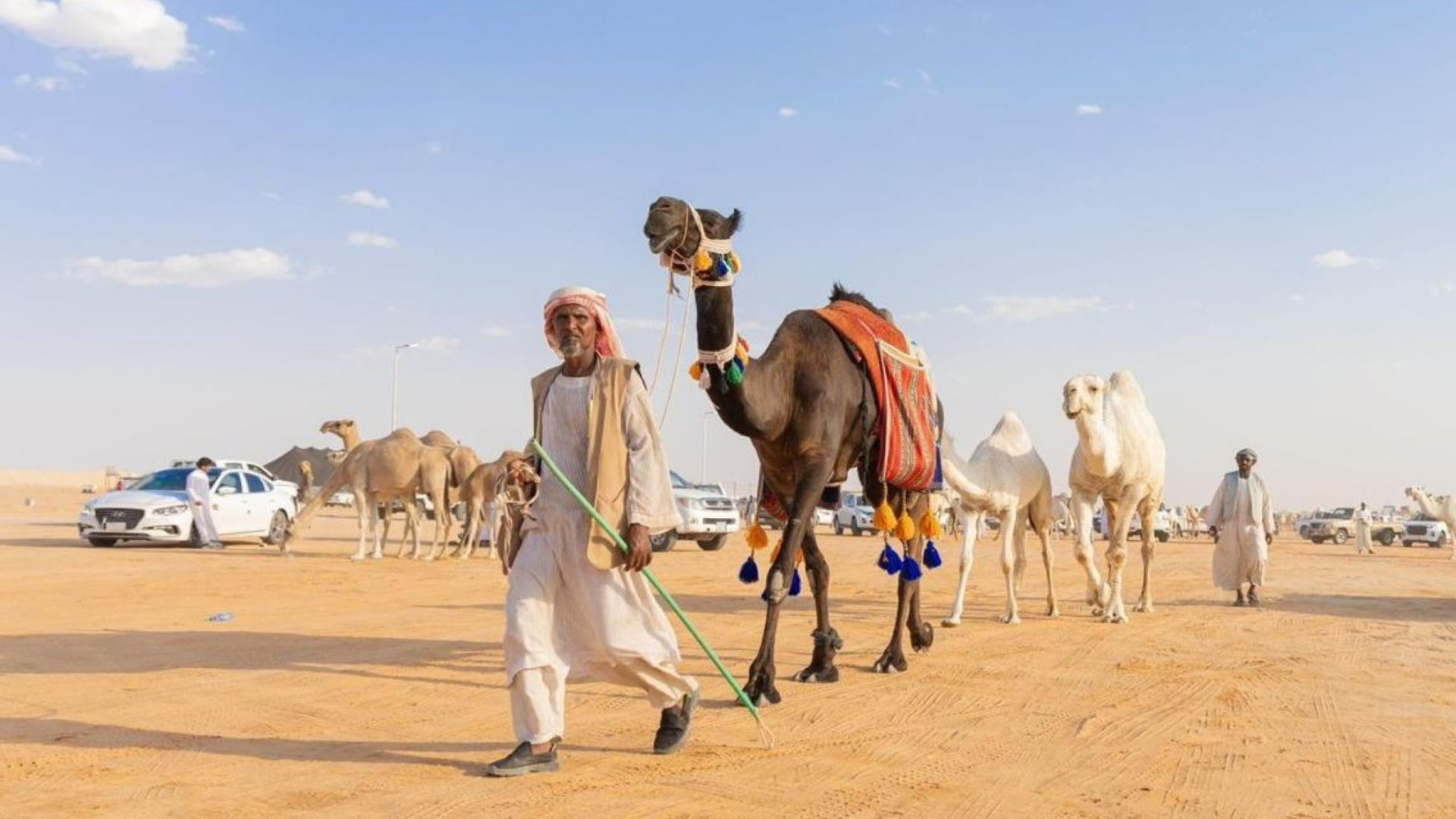 The Camel Auction at Al-Midraaj - Visit Saudi Official Website