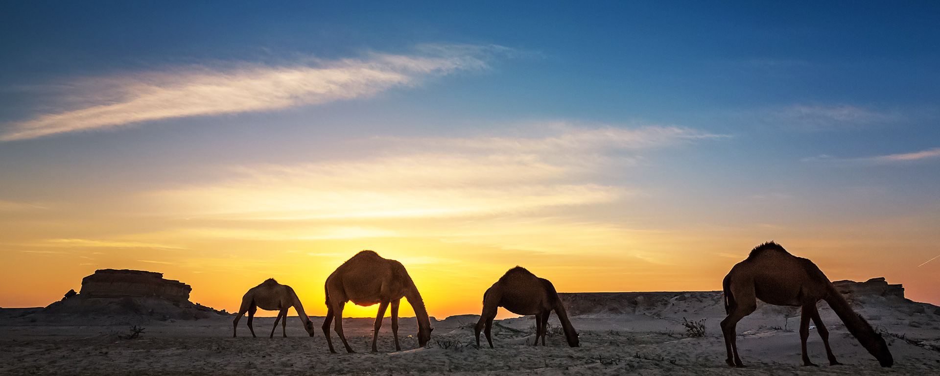 Camels in Saudi - Visit Saudi Official Website