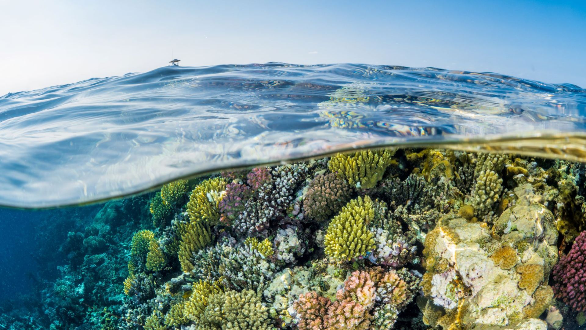 Bayada Island | A Stunning Red Sea Coastal Escape | Visit Saudi - Visit ...