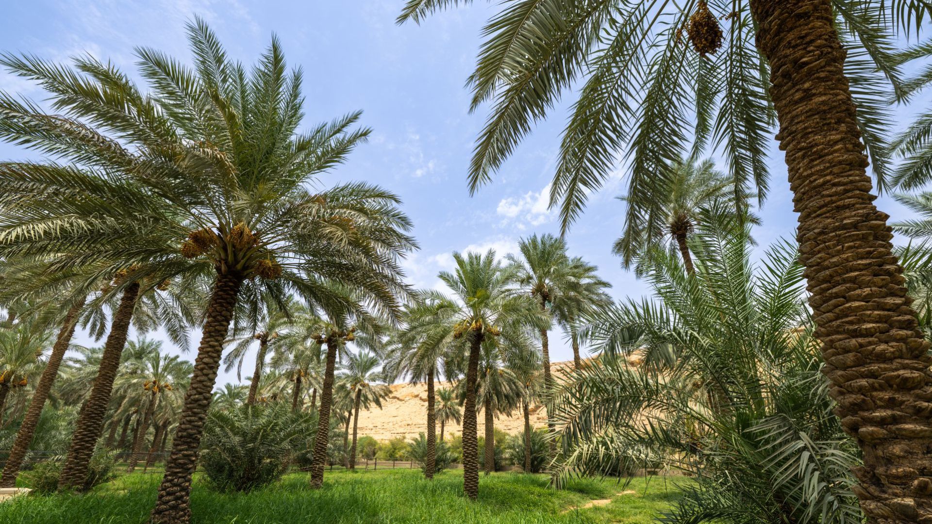 Samhan Farm Diriyah - Visit Saudi
