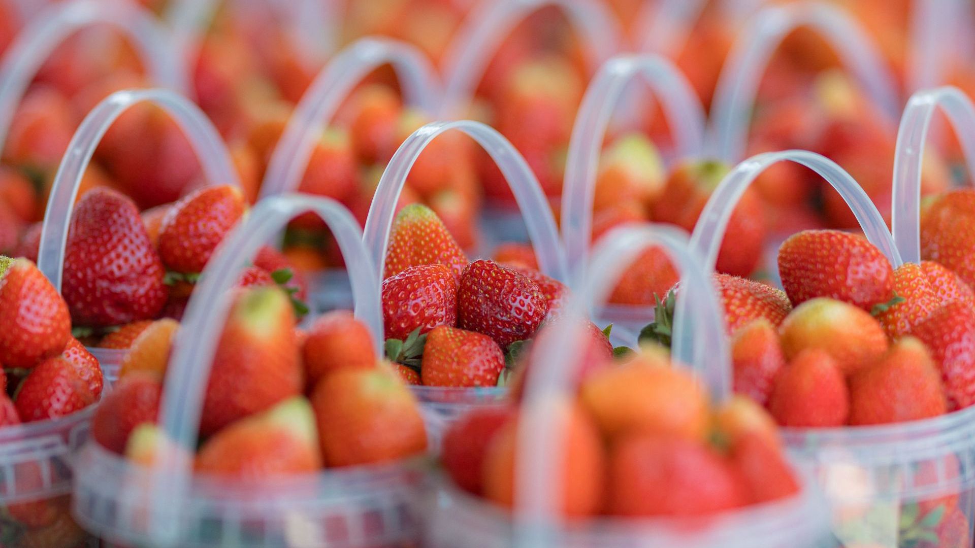 Strawberries Farm - Visit Saudi Official Website