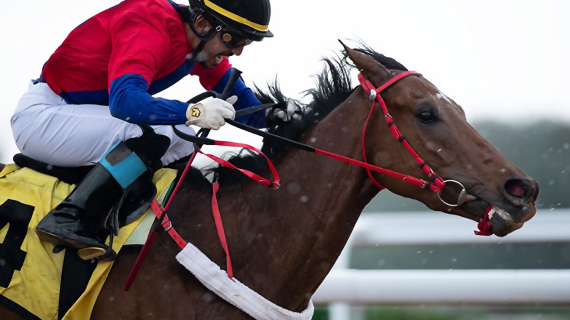 JCSA Cup Race Night - Visit Saudi Official Website