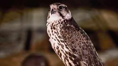 Saudi Kings With Falcons