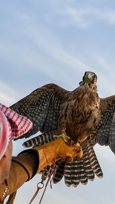 Saudi Kings With Falcons